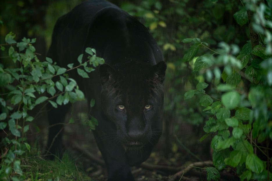 DNA results showed the presence of either a leopard or jaguar... 9 big ...