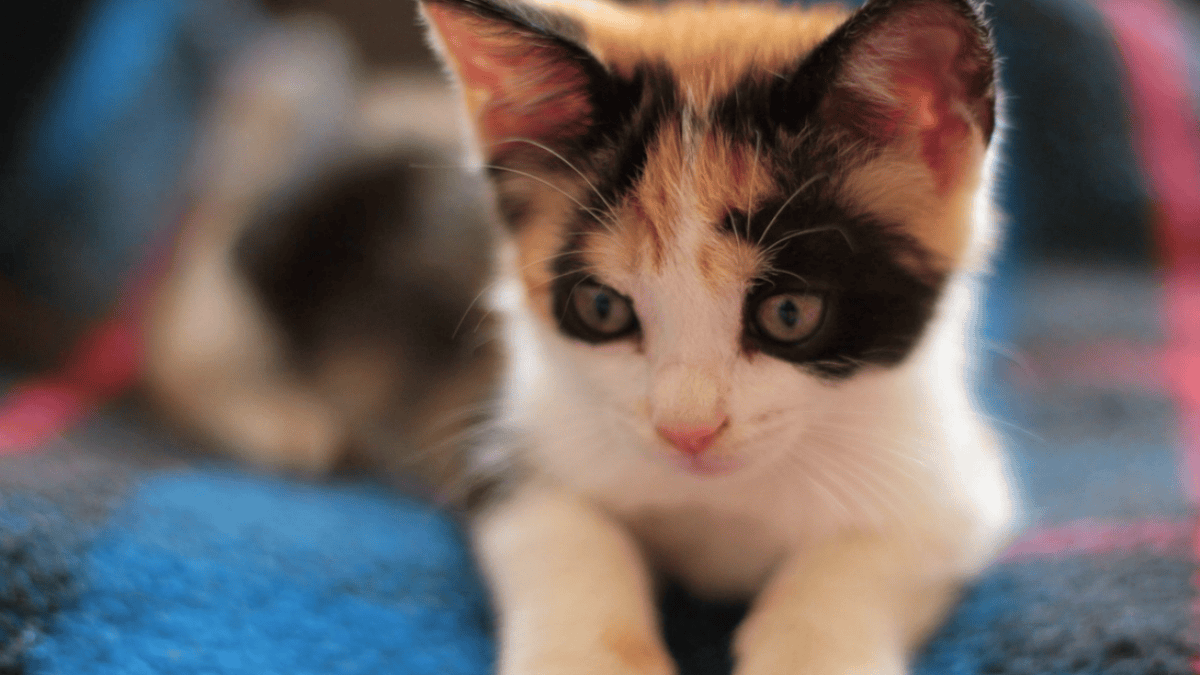 8 silent signs your cat might be saying goodbye, according to veterinarians