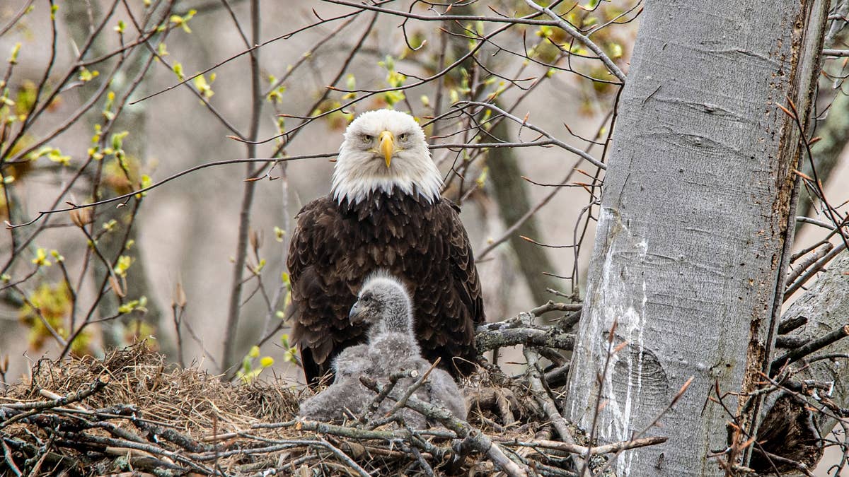 Baby bald eagle survives scary fall from nest—but rescuers faced an ...