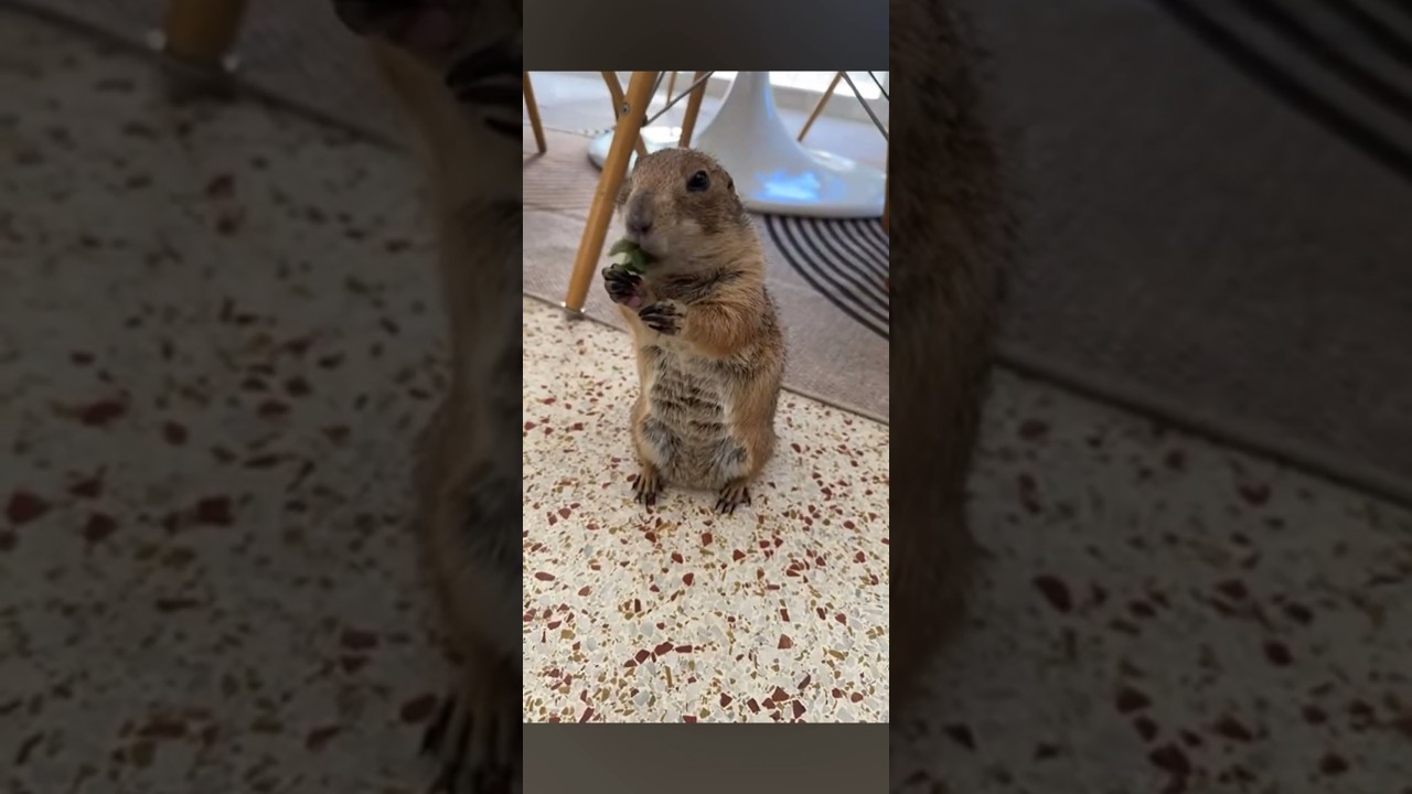 This prairie dog is ready to kick off the ultimate Sunday fun