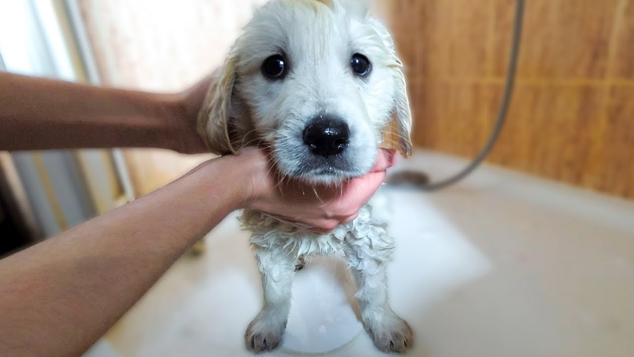 Golden retriever puppy reacts to his first bath