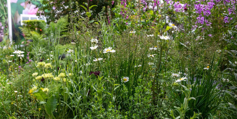 3 fast-growing plants spotted everywhere at the RHS Chelsea Flower Show