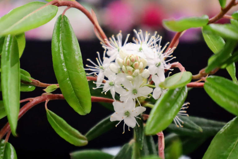 What the 'Rhododendron King' taught us about growing, spotting and ...