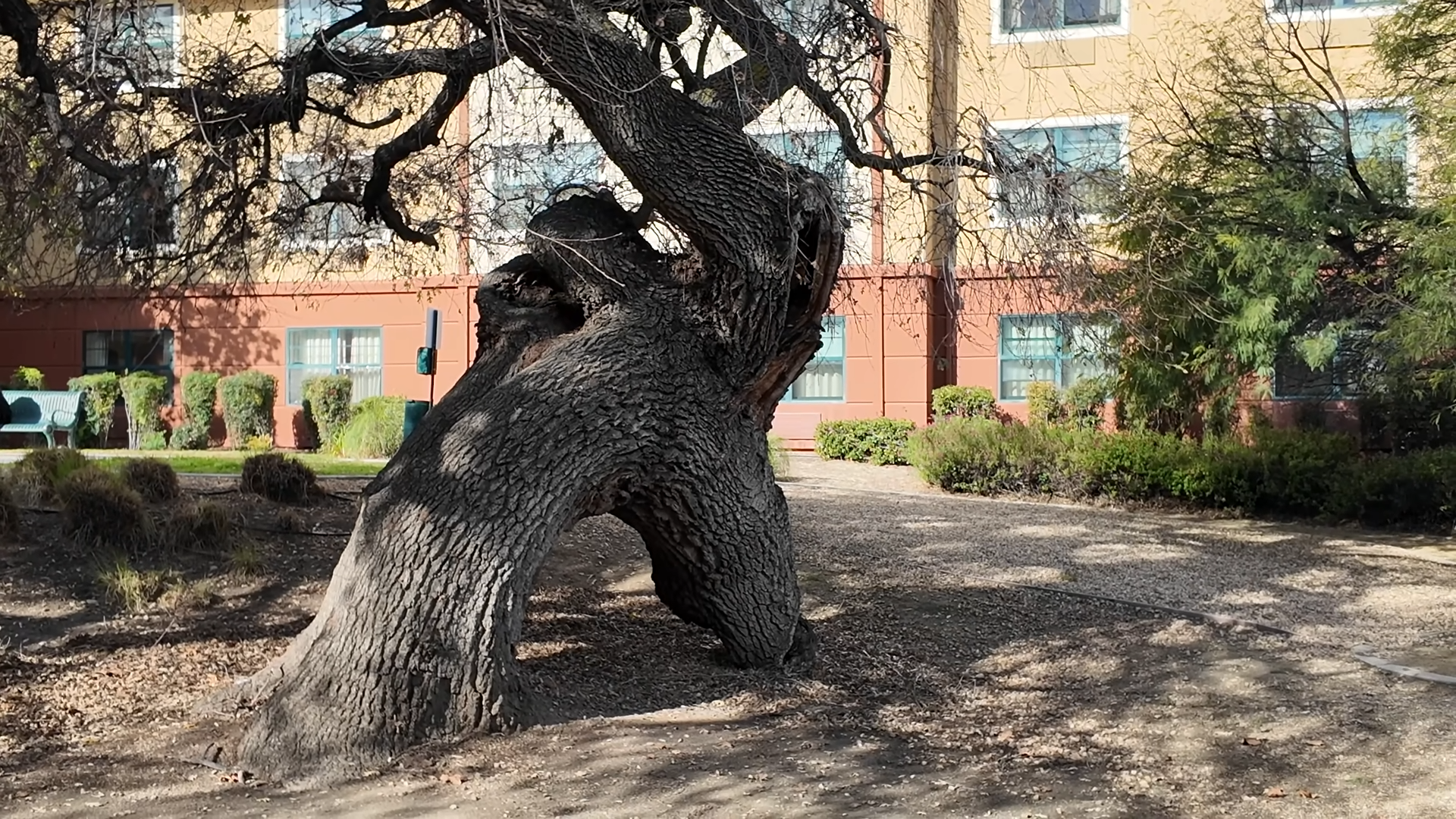 How this 300-year-old oak tree in Santa Clarita protected people long ...