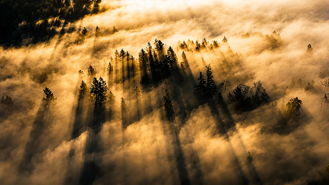 Dreamlike mountain forest with misty light rays