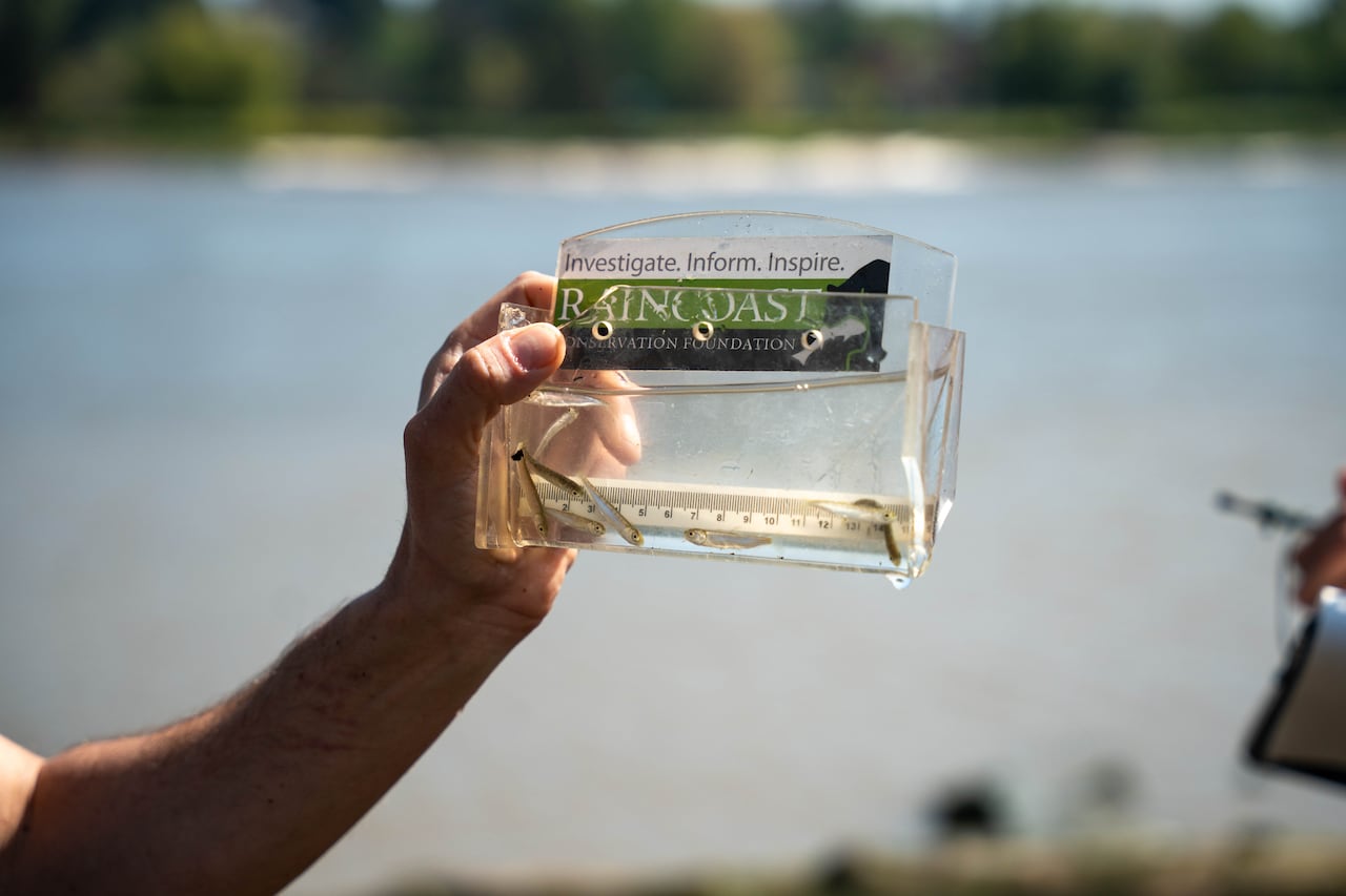 Contaminants found in juvenile chinook salmon along Fraser River ...