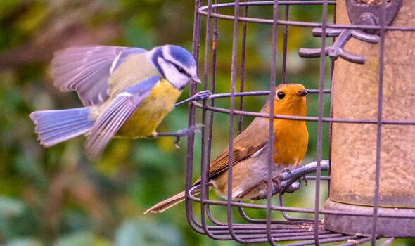 Magpies will stop bullying birds from feeders if you place everyday ...