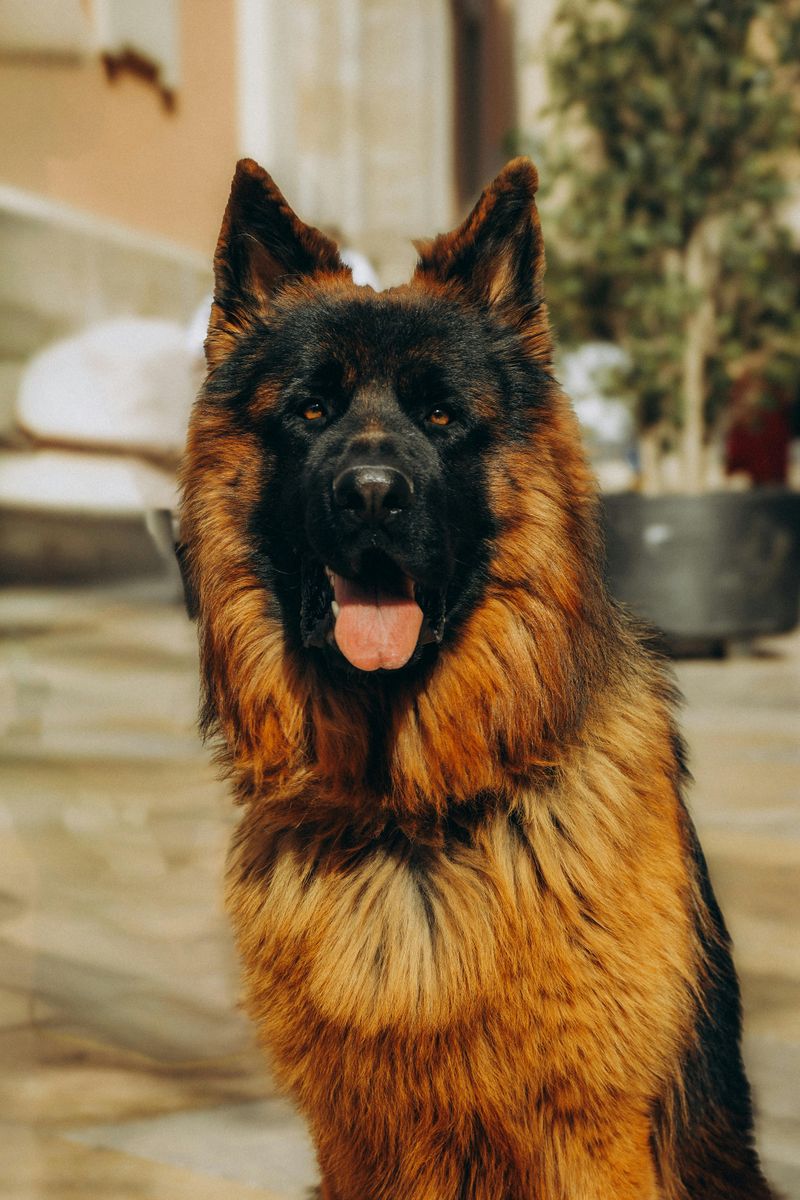10 dog breeds highly tuned into human movement and emotion