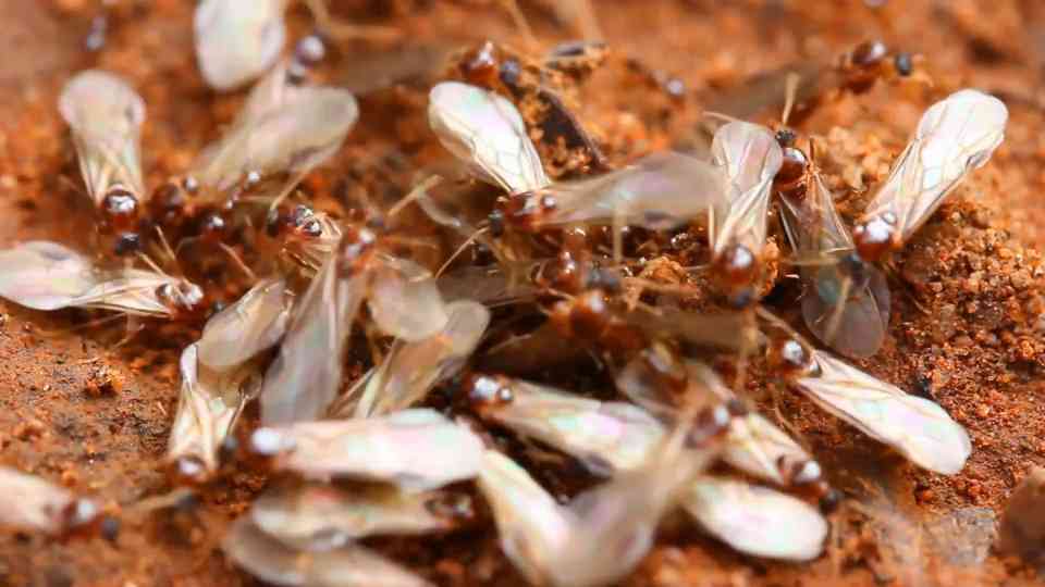 20 wild foods that could keep you alive when everything goes wrong