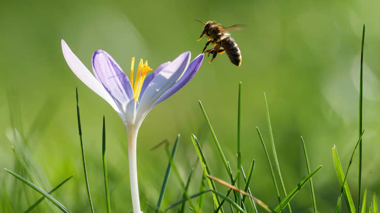 World Bee Day 2026: 10 fascinating facts about these tiny creatures you ...