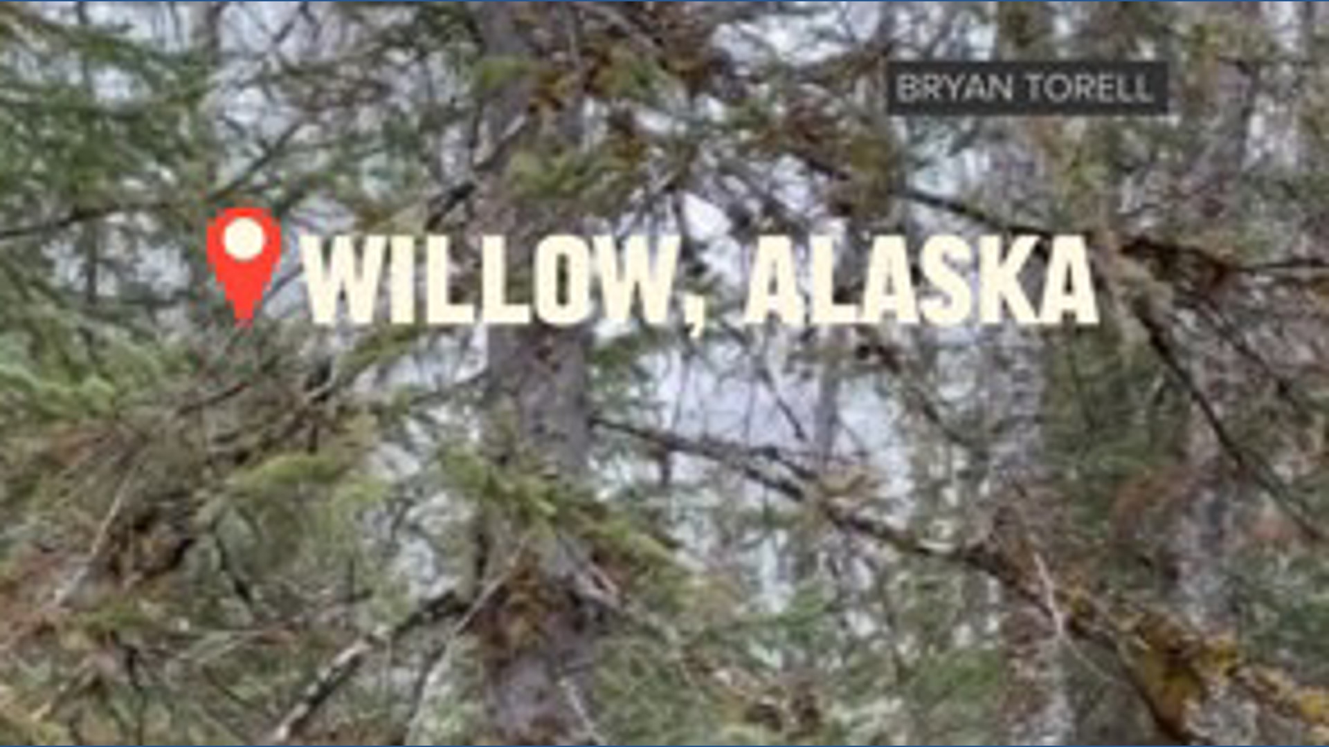 Bear cubs caught exploring Alaska cabin