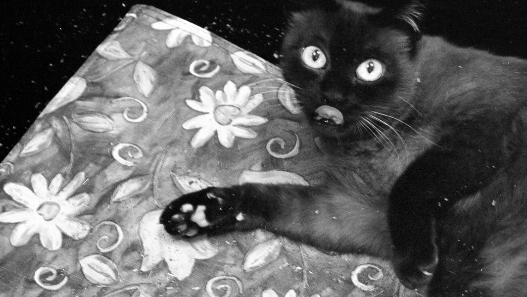 Japanese study finds cats prefer silver vine over catnip