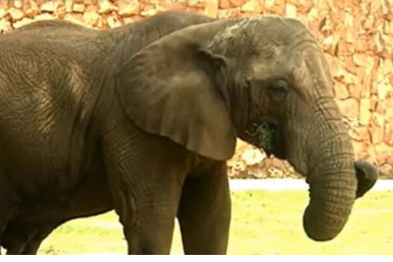 Freedom may beckon for three Johannesburg Zoo elephants
