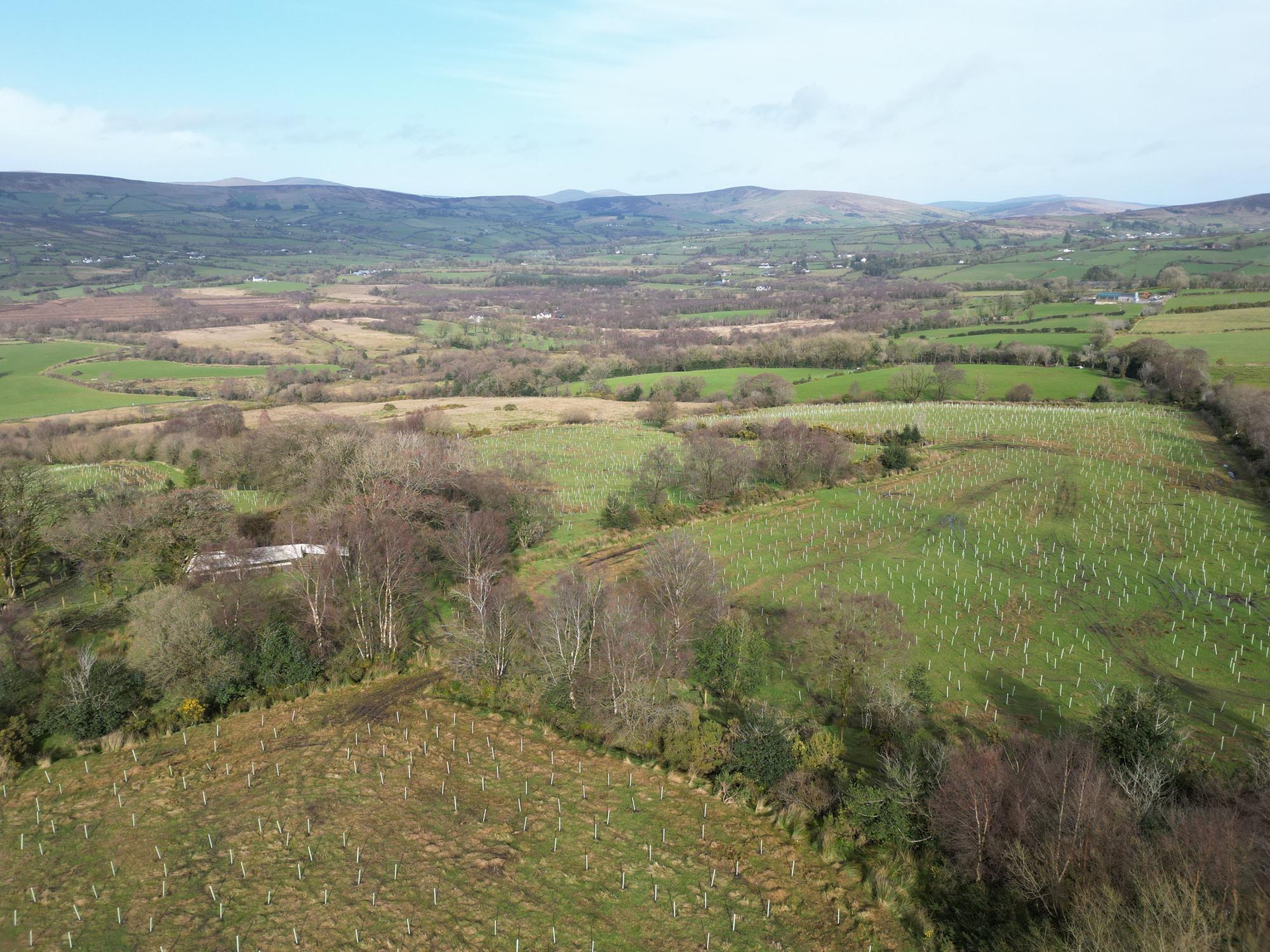 Ambitious restoration of rare temperate rainforest underway in Omagh