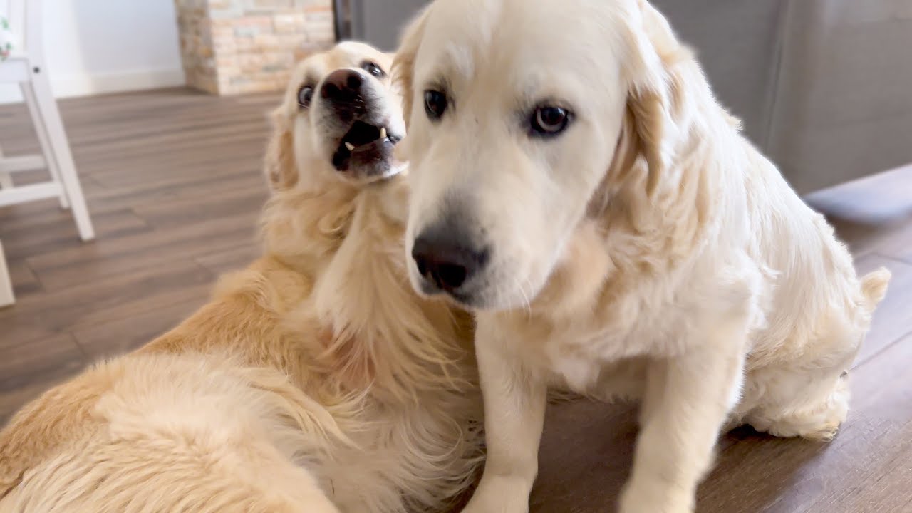 Golden retriever gets ignored and starts complaining