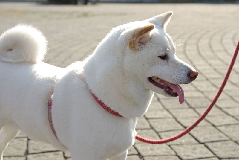12 independent dog breeds and the secret to earning their cooperation