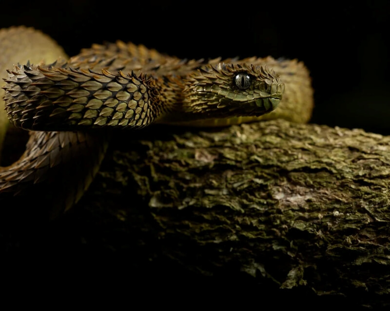 Eerie spiny bush viper photographed in Uganda looks almost unreal