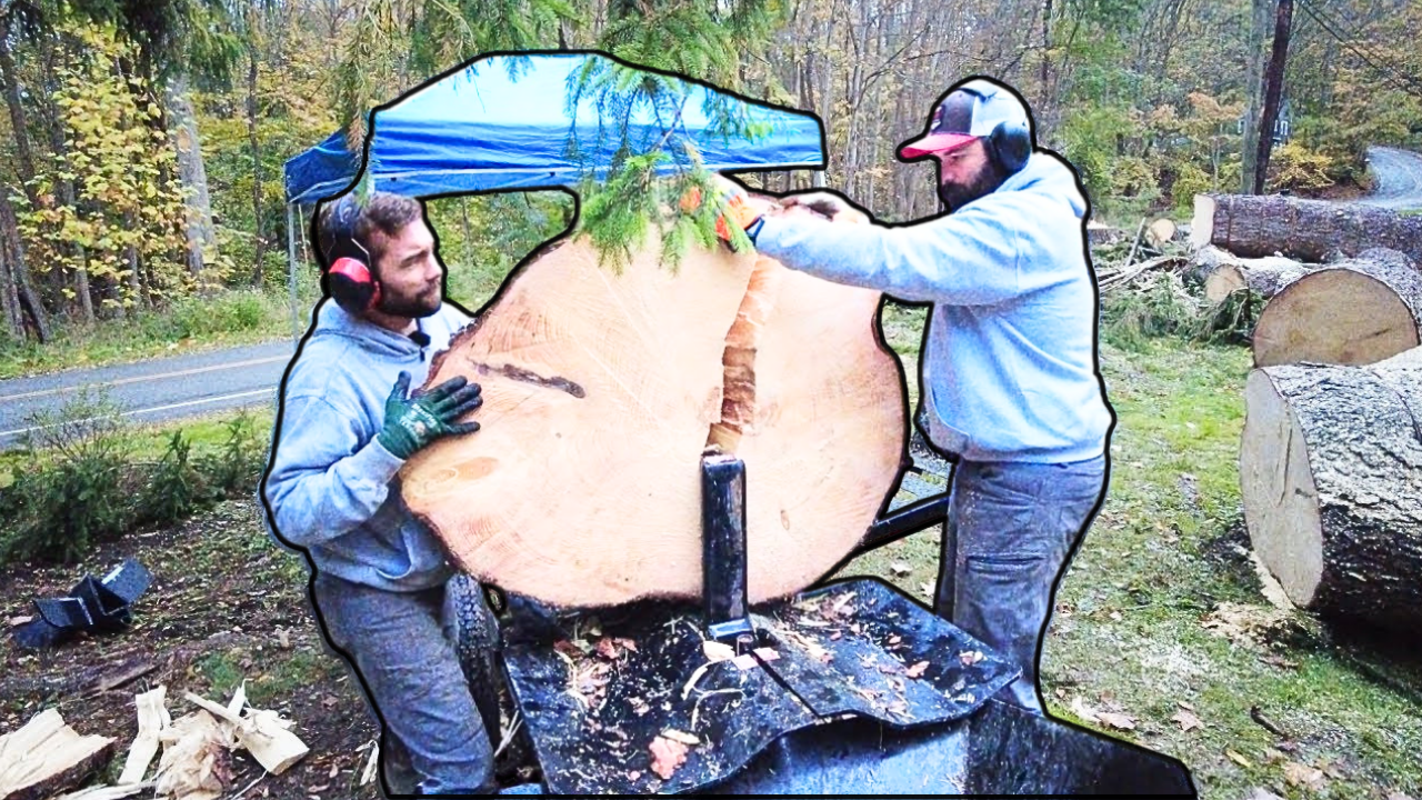 Huge spruce tree split into firewood