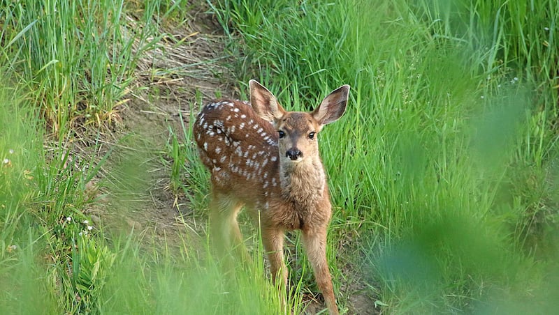 What do to if you see a baby deer or elk on the trail