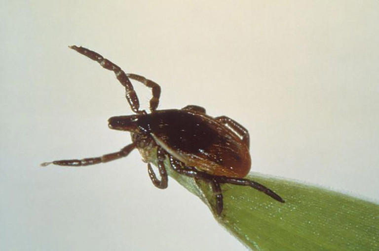Lyme disease warning as map shows tick bite surge across US