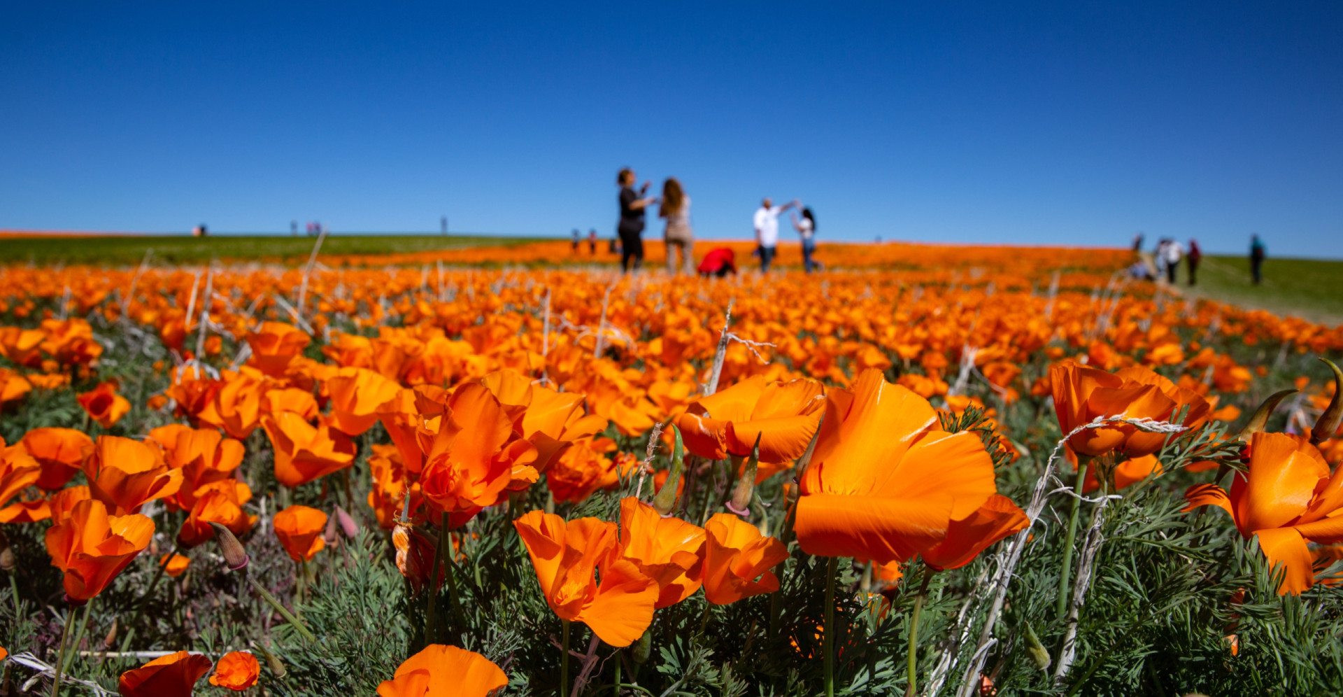 The official flowers of every US state