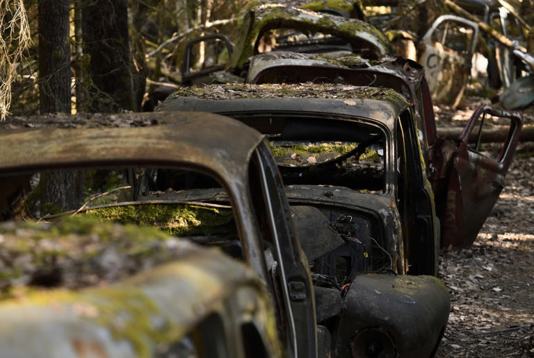 Inside the eerie Swedish forest where hundreds of classic cars were ...