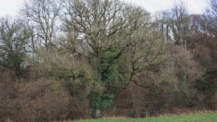 Reminder for Leeds landowners to check ash trees