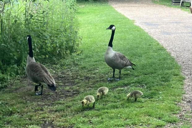 Police issue update after 'awful' shooting of goose near Swindon