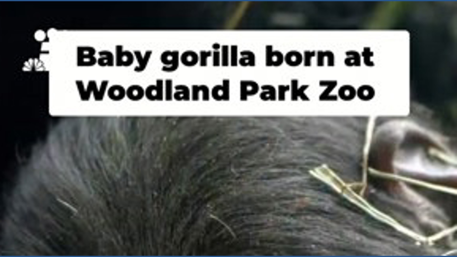 Baby gorilla born at Woodland Park Zoo
