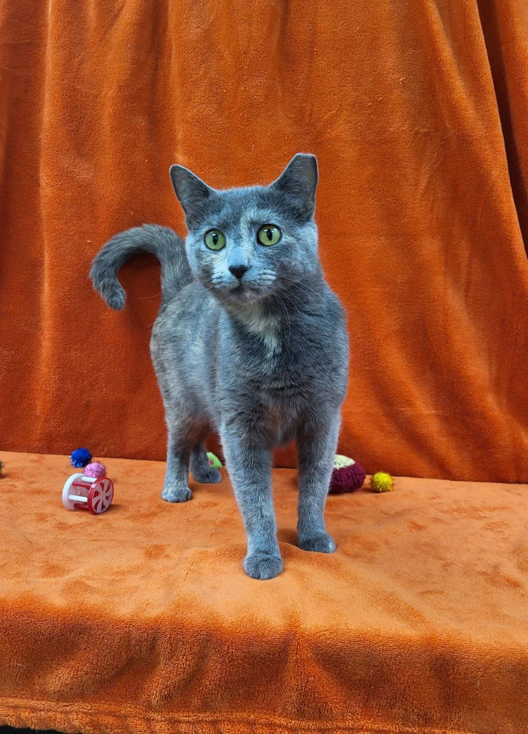 Crawford County's pets of the week
