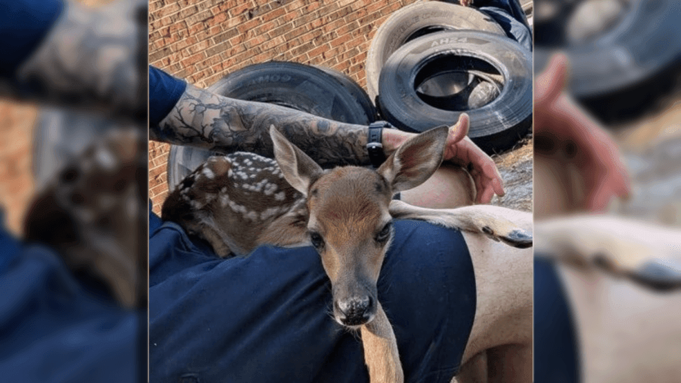 What to do if you find a fawn: Jacksonville Fire Department shares NC ...