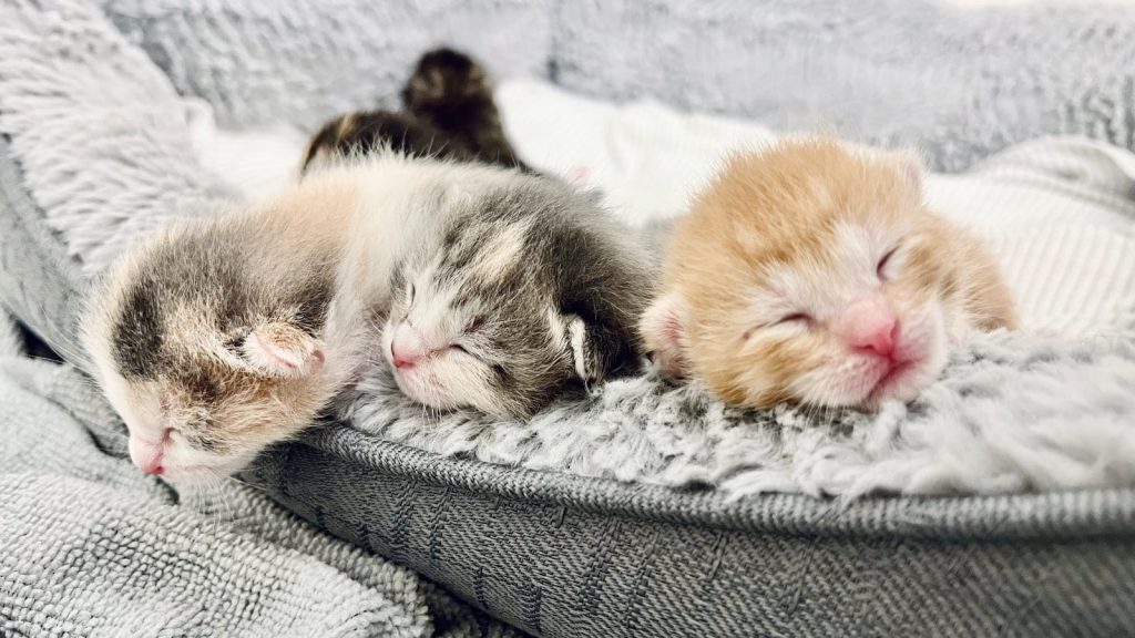 Why a mother cat adopted two extra kittens
