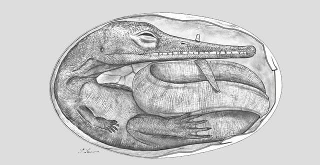 Scientists found the oldest reptile embryos ever recorded hidden inside ...
