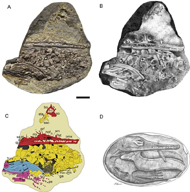 Scientists found the oldest reptile embryos ever recorded hidden inside ...
