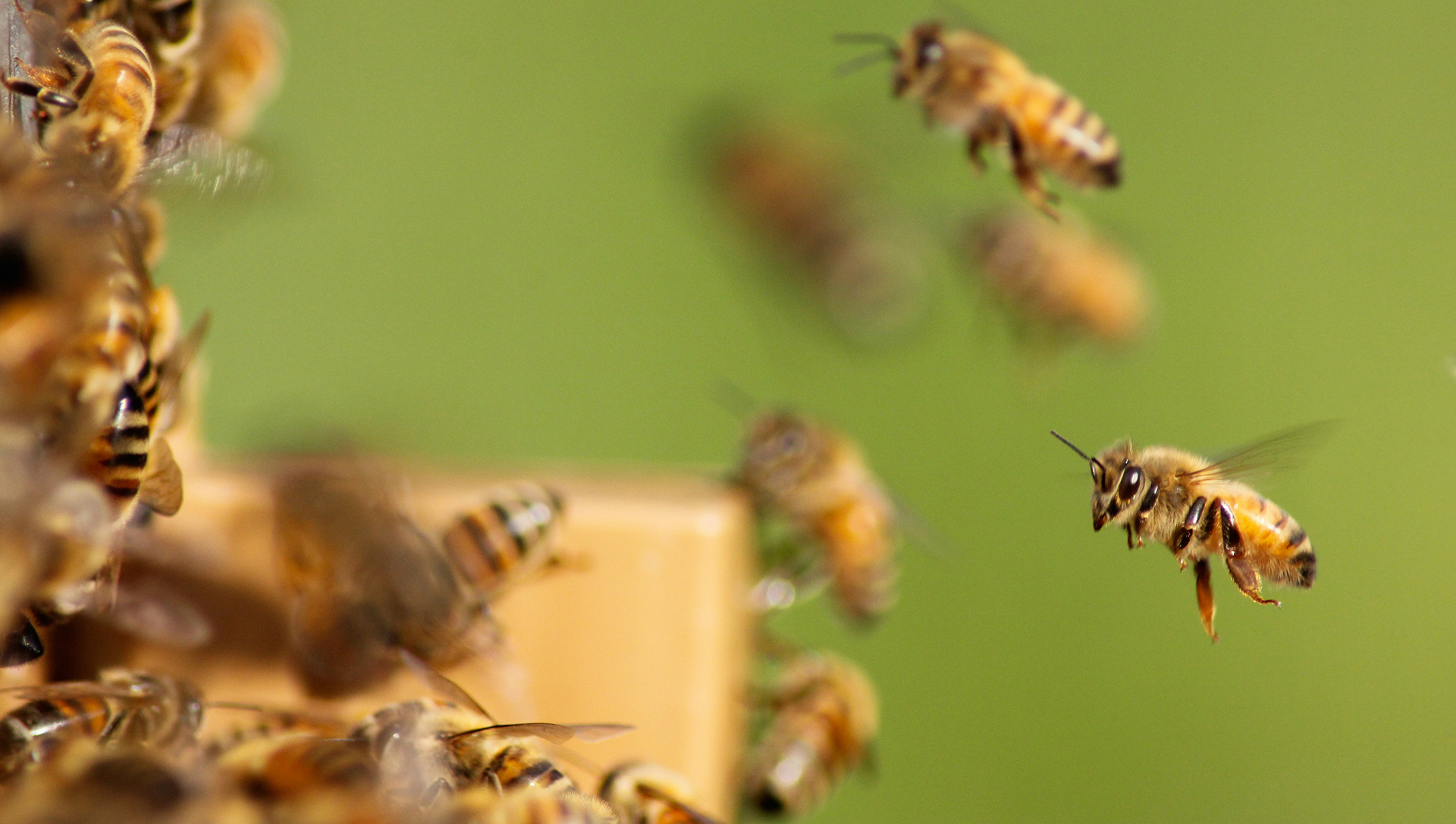 Honey bees found an unusual new food source that could change how a ...
