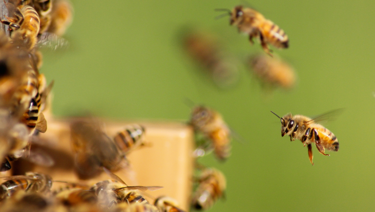 Honey bees found an unusual new food source that could change how a ...