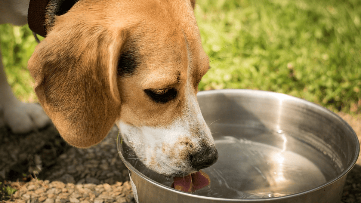 How much water should your dog drink daily?
