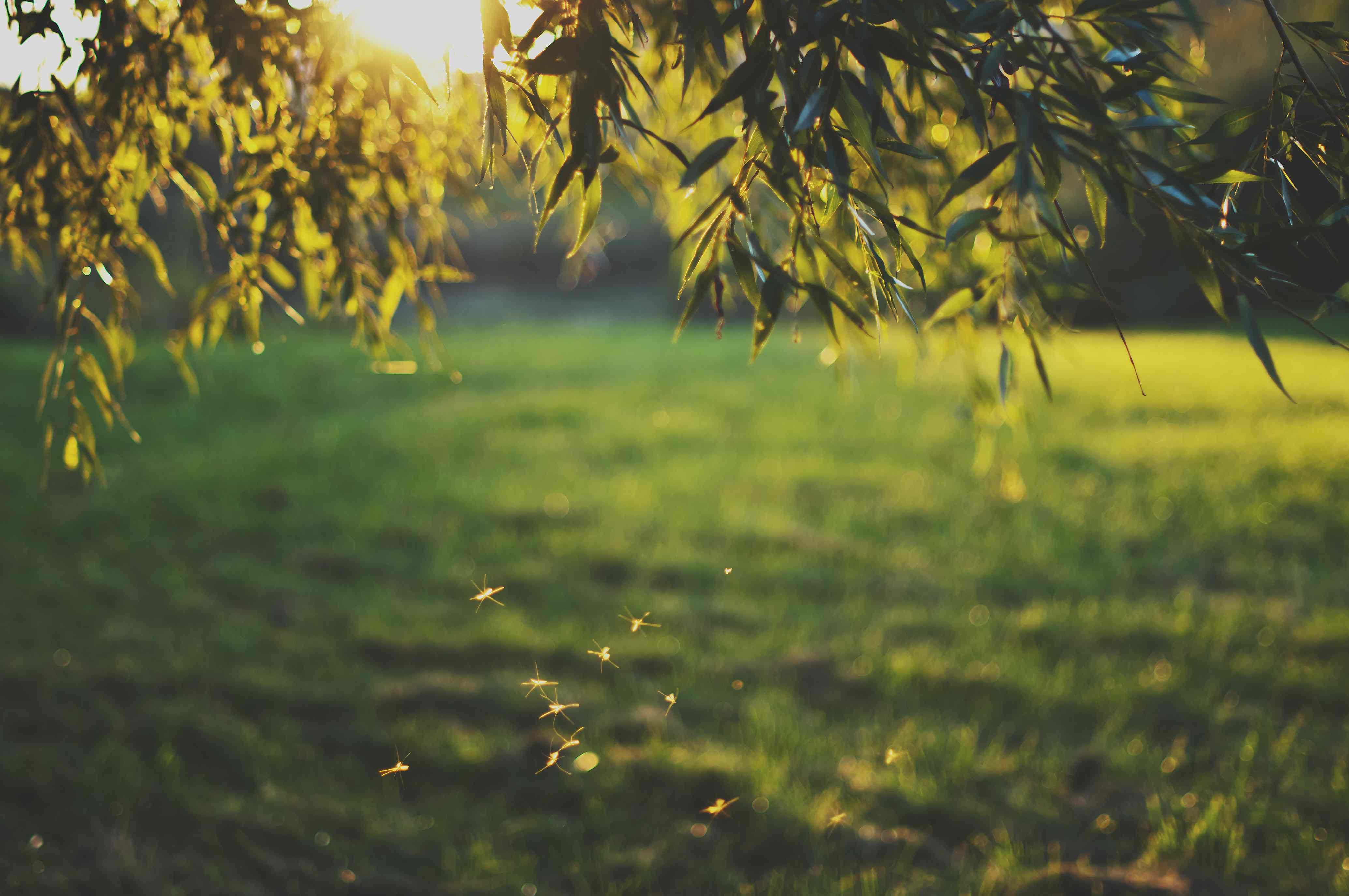 These US cities have the worst mosquito problems this year