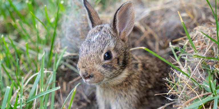 Before you rescue baby bunnies, here’s what wildlife experts want you ...