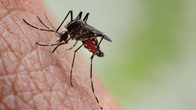 New review reveals why mosquitoes keep choosing the same people, and it ...