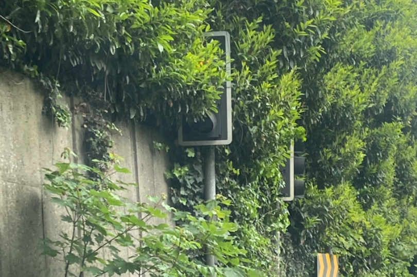 Concern as traffic lights hidden by overgrowth on extremely busy Cork ...