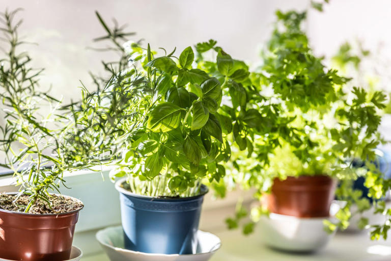 How to grow a healthy and prolific basil plant, according to garden experts