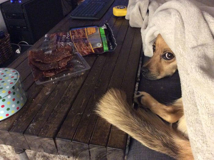 People share 65 hilarious habits their pets have and they’re too good