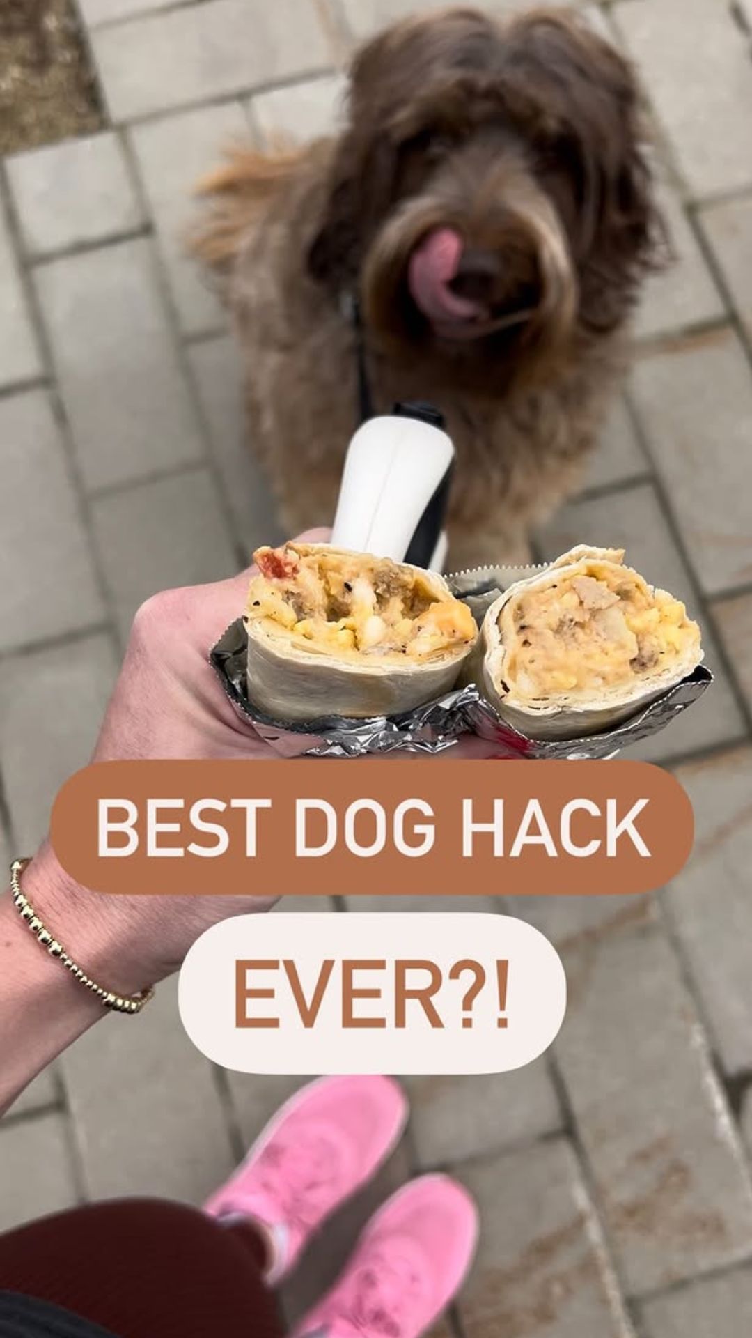 The unexpected dog hack that actually worked