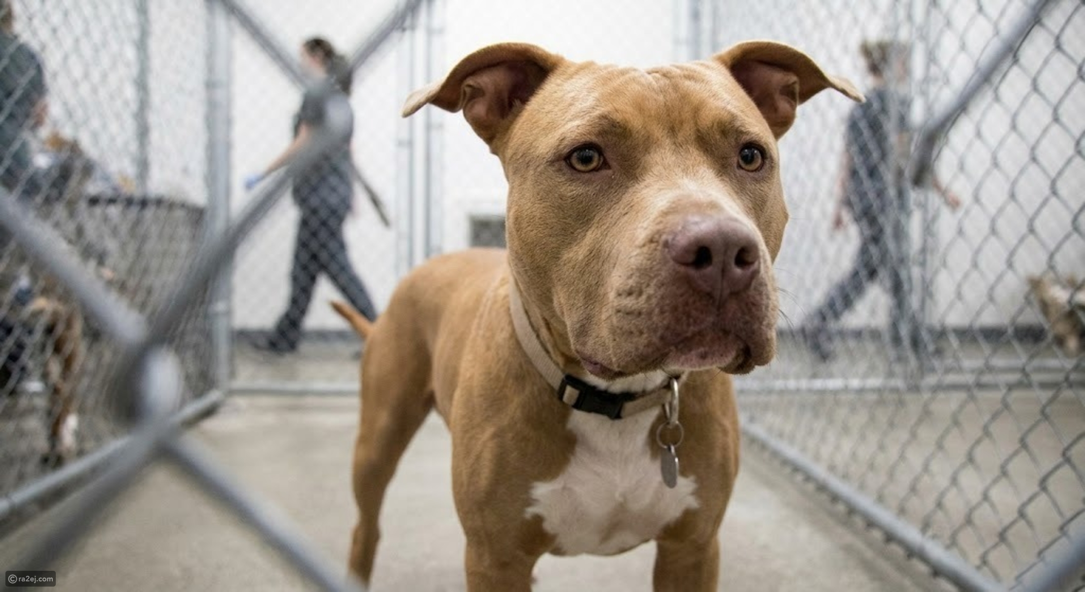 I’m a vet — these are the only dog breeds I fear for my health