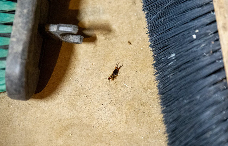 It's almost earwig season. How common will they be this year in Wisconsin?