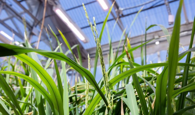 Death by rice? Scientists discover killer habit of pantry-staple crop