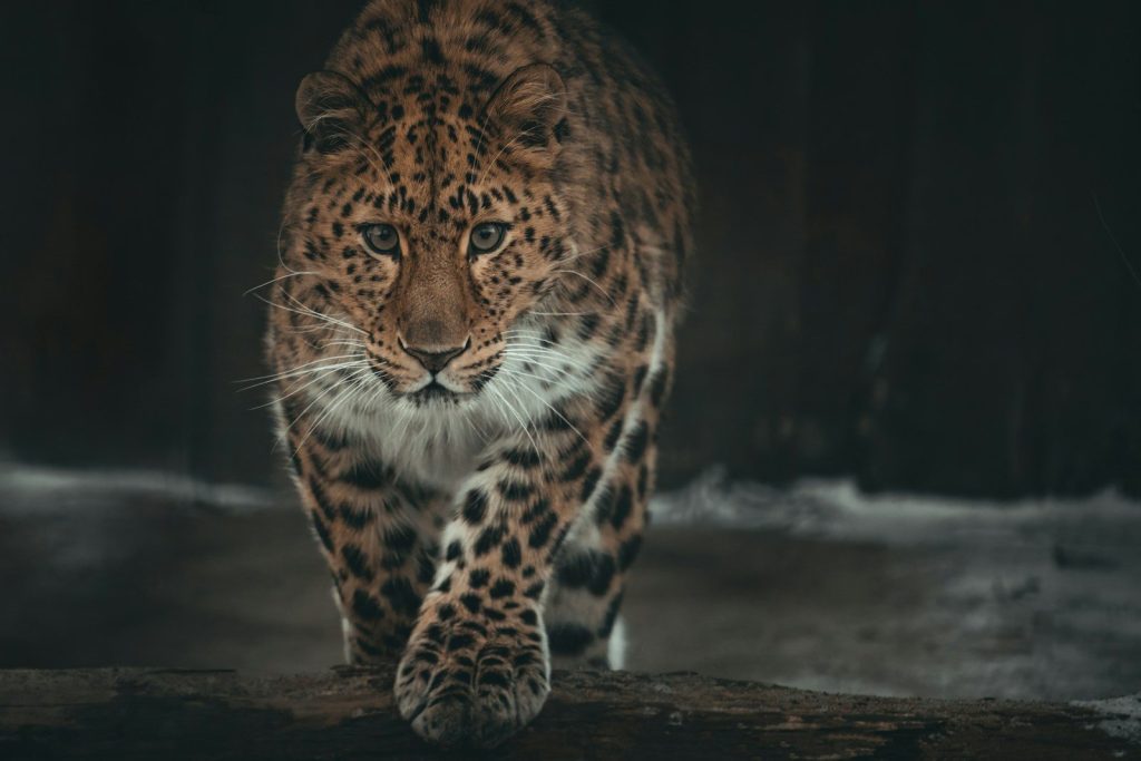 7 rare mammals you’re almost never going to see in the wild