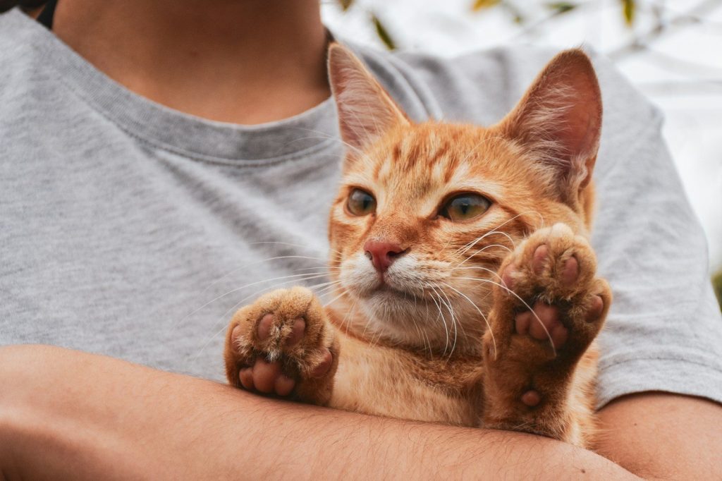 How a lonely cat survived eight months alone