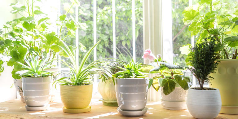 I used to put my houseplants outside in summer—here’s why I stopped
